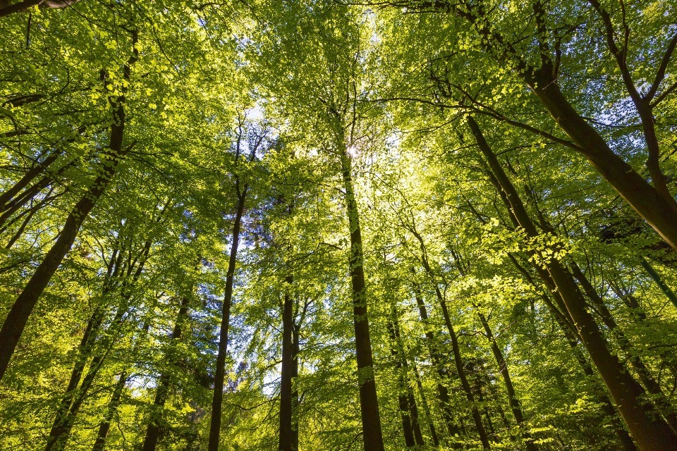 Environmental principles duty comes into force - GOV.UK