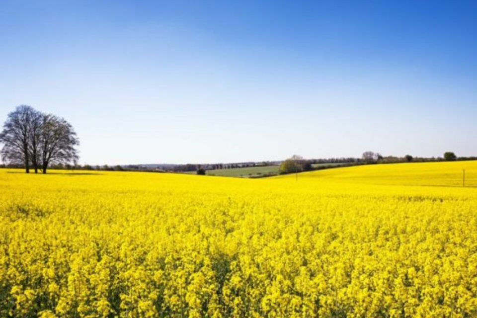 Improved funding for land managers and farmers to grow more trees - GOV.UK