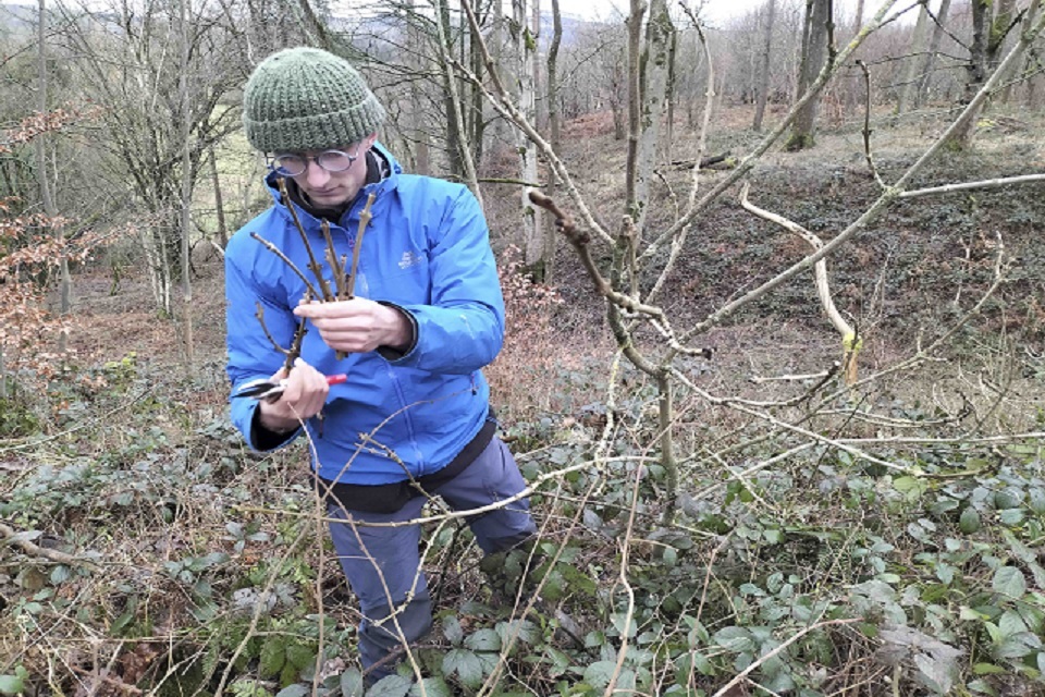Derbyshire ash trees playing vital role in protecting species - GOV.UK